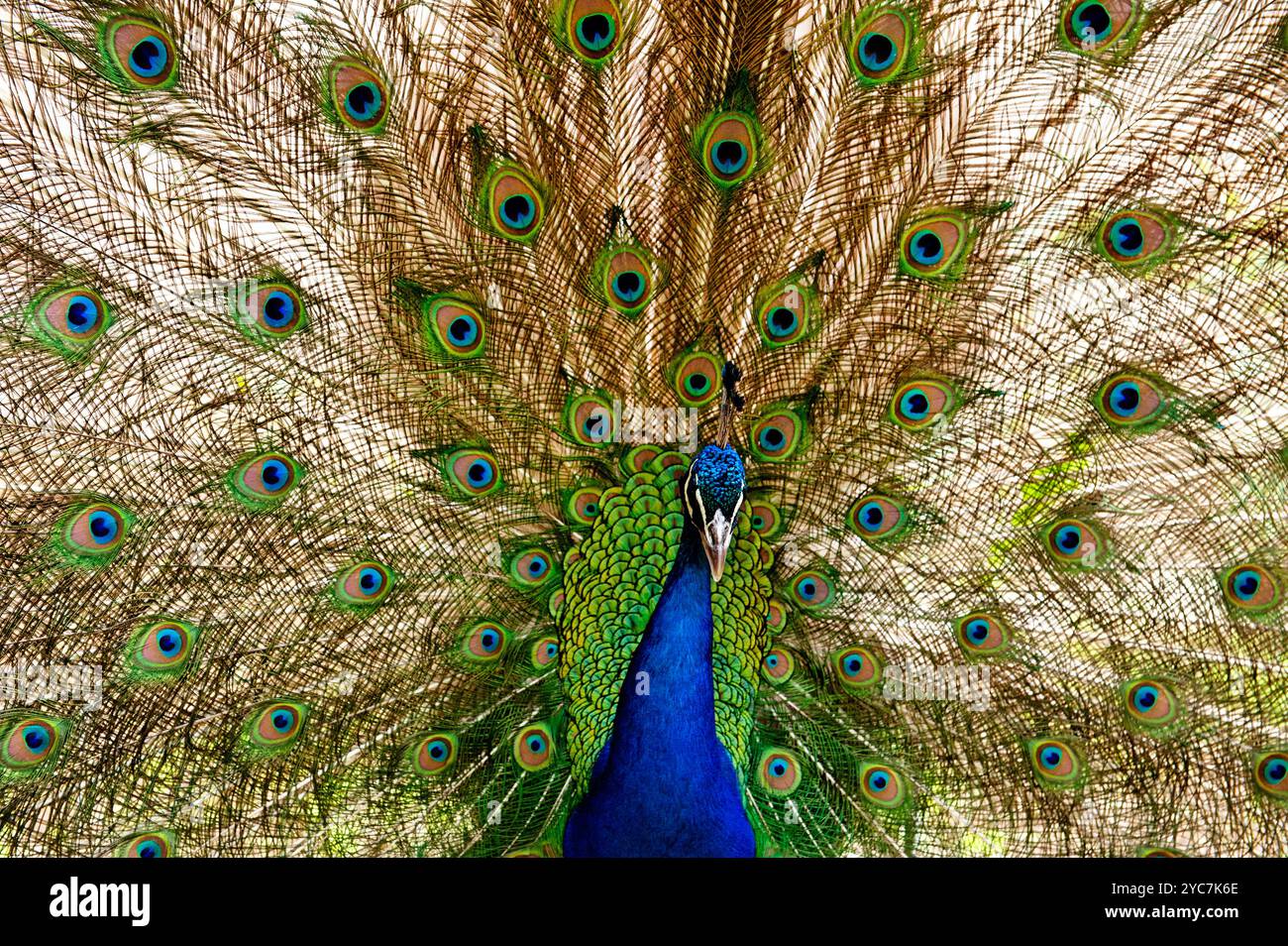 A vibrant peacock with its colorful feathers fully fanned out ...