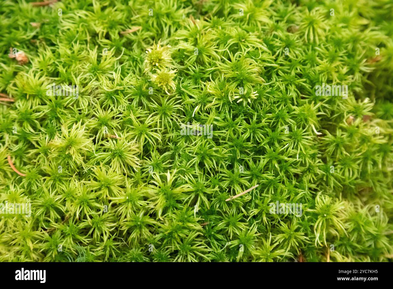 Detail of green moss from above. Texture of moss in the forest ...