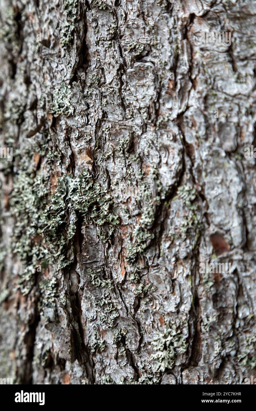 Background detail of tree bark. Texture of a tree close up. Tree trunk ...