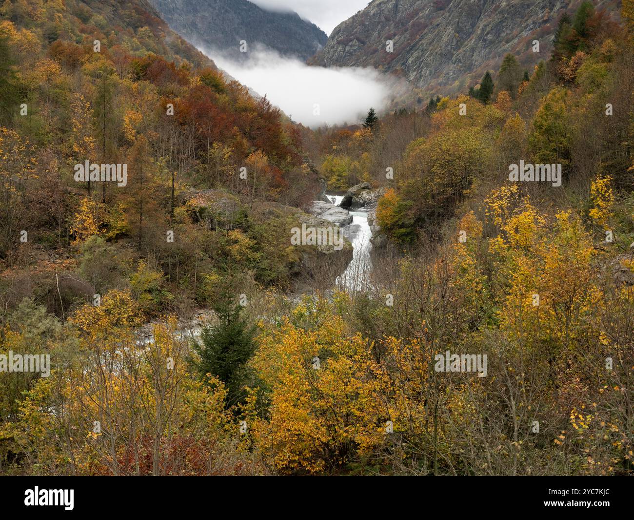 Stunning autumn panorama of a forest in the Maritime Alps (Cuneo ...