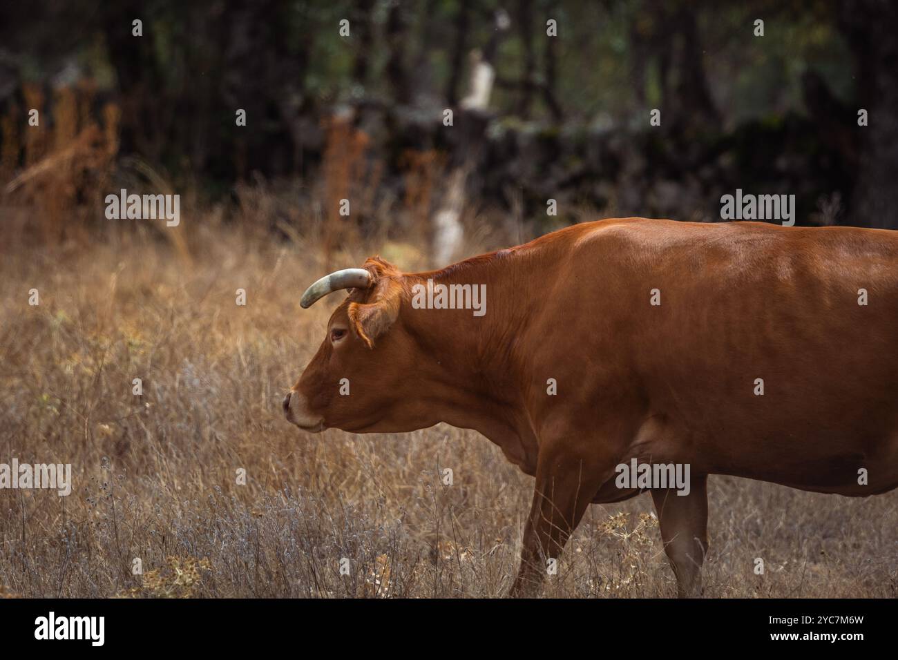 Beautiful scene cow in hi-res stock photography and images - Alamy