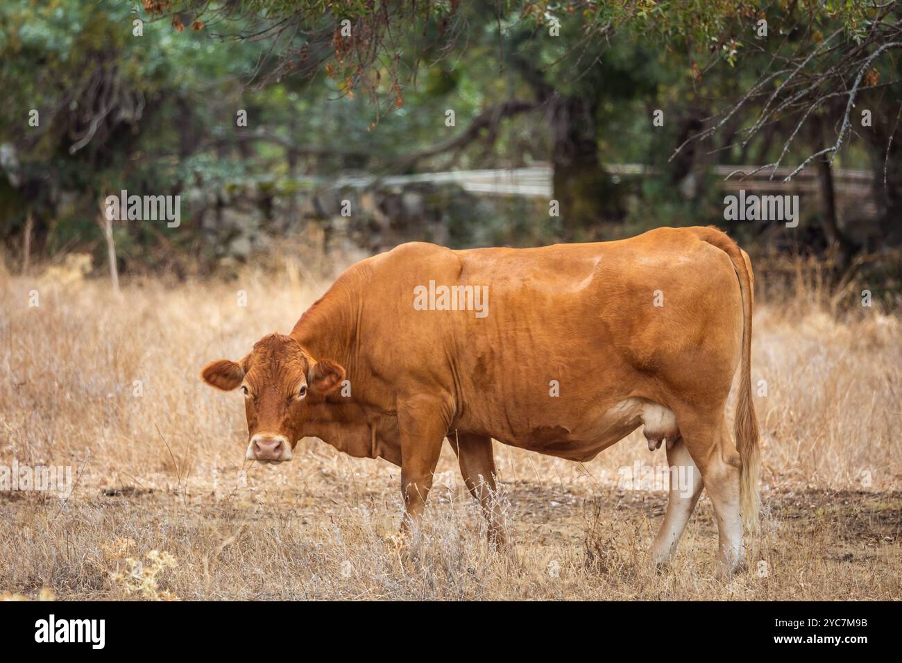 beautiful brown cow seen from the side and looking straight ahead in ...