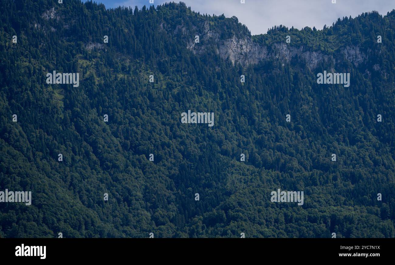 Forest background. Forest in the Alps mountains, Swiss. Mountain ...
