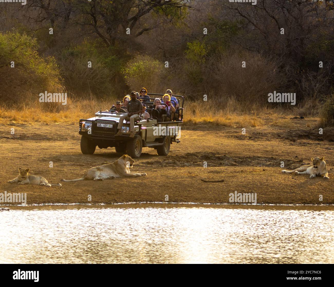 Safari jeep with lions Stock Photo - Alamy