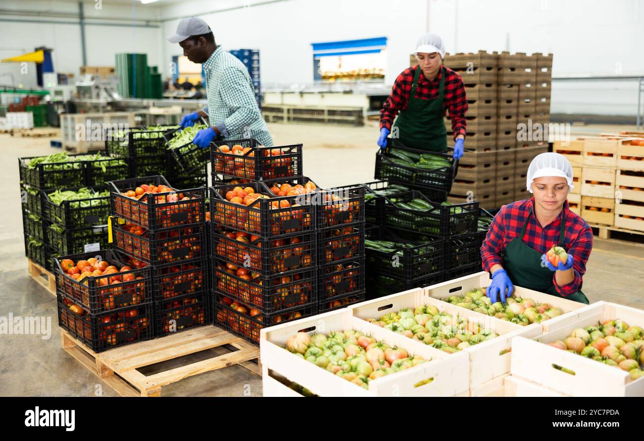 Positive female employee of vegetable sorting factory arranging ...