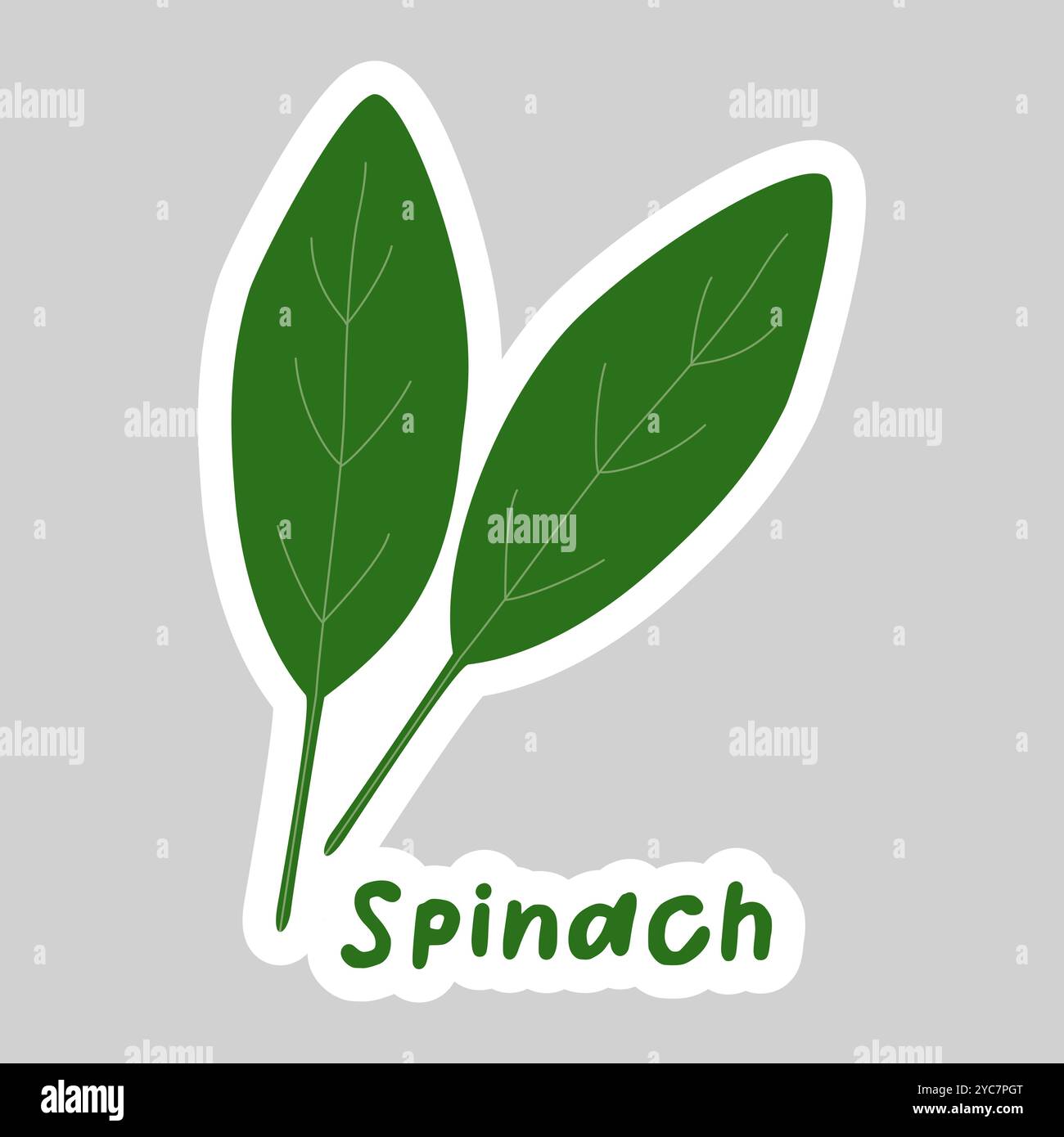 Sticker with fresh spinach leaves, healthy food icon, vector ...