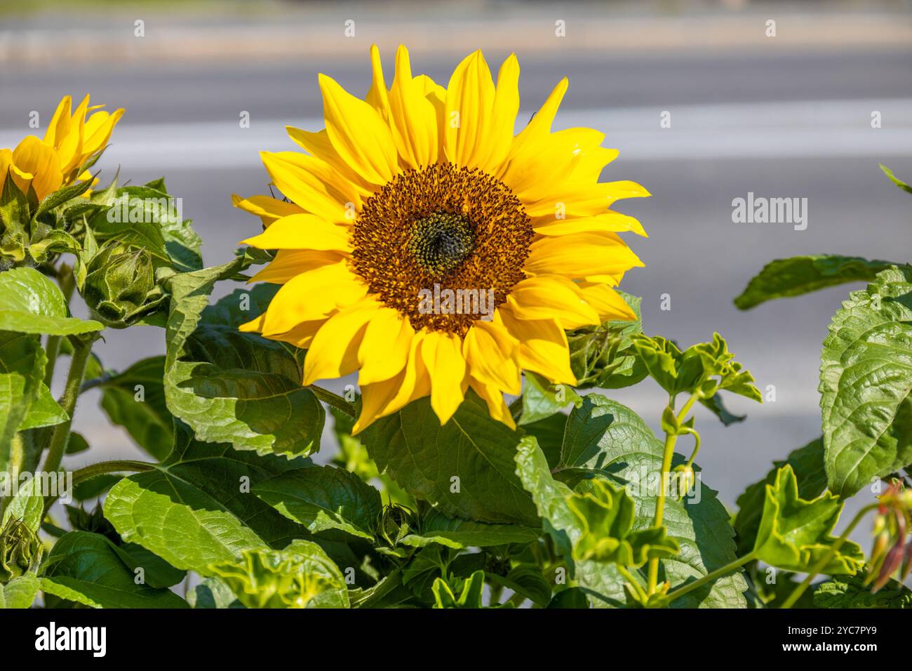 Sunflower. Big yellow sunflower on the sun. Beautiful colorful flowers ...