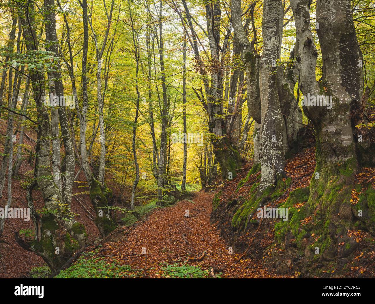 Gold beach forest hi-res stock photography and images - Alamy