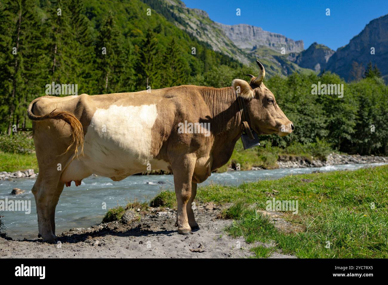 Cow with horns. Cattle, beeves. Cow at meadow. Cows and calves grazing ...