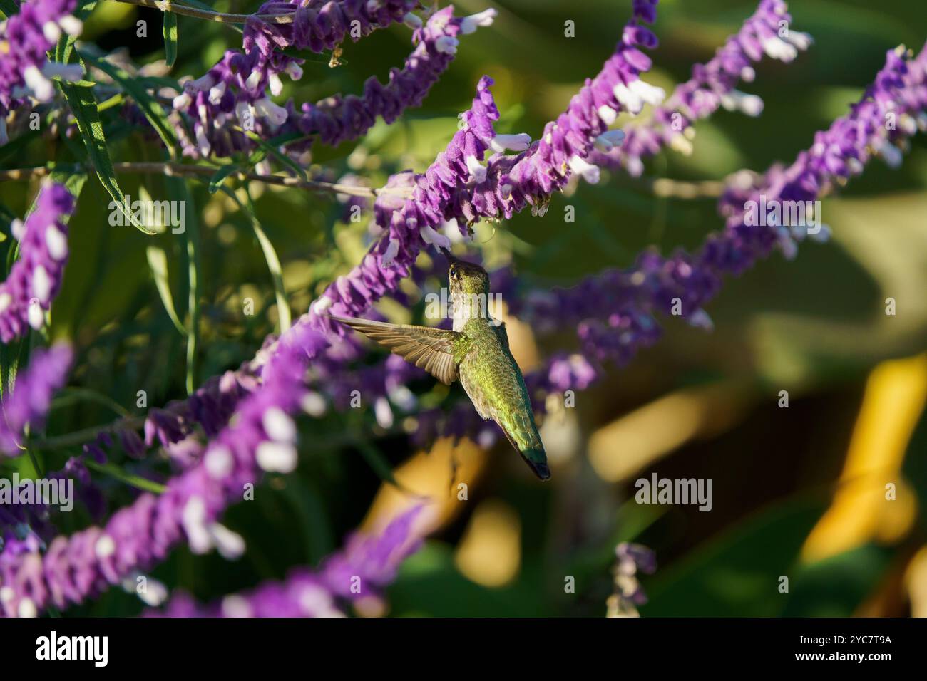 The beautiful humming bird drink nectar from the stunning purple ...