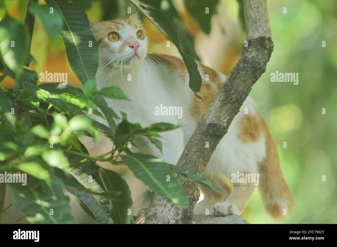 a common cat is playing in a tree Stock Photo - Alamy