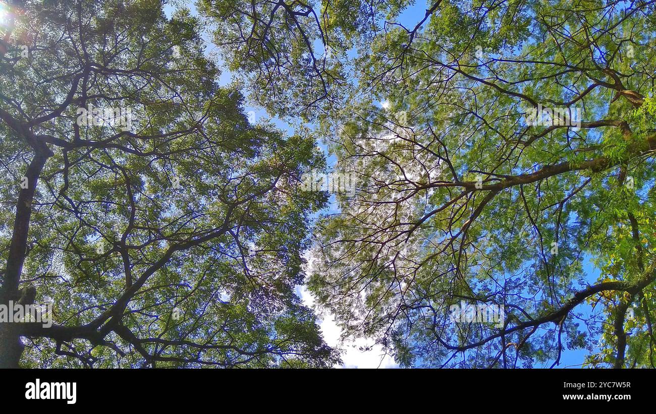 Shady trees provide shade in the garden Stock Photo - Alamy