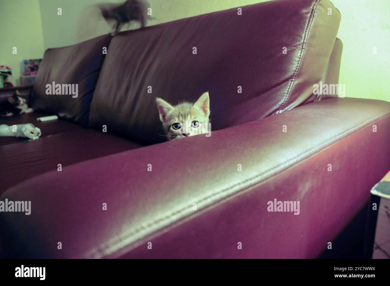 Maroon cat hi-res stock photography and images - Alamy