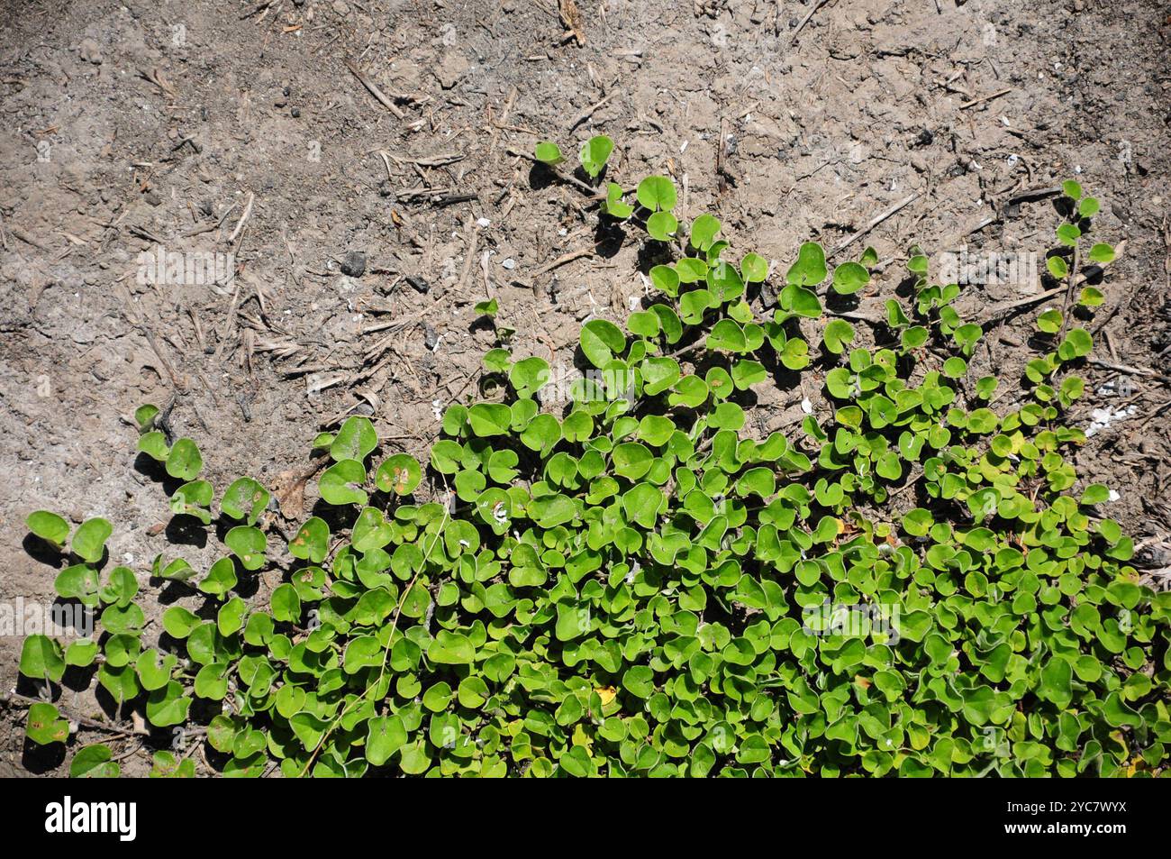 Green ground cover plants on dry, cracked earth in resilient landscape ...