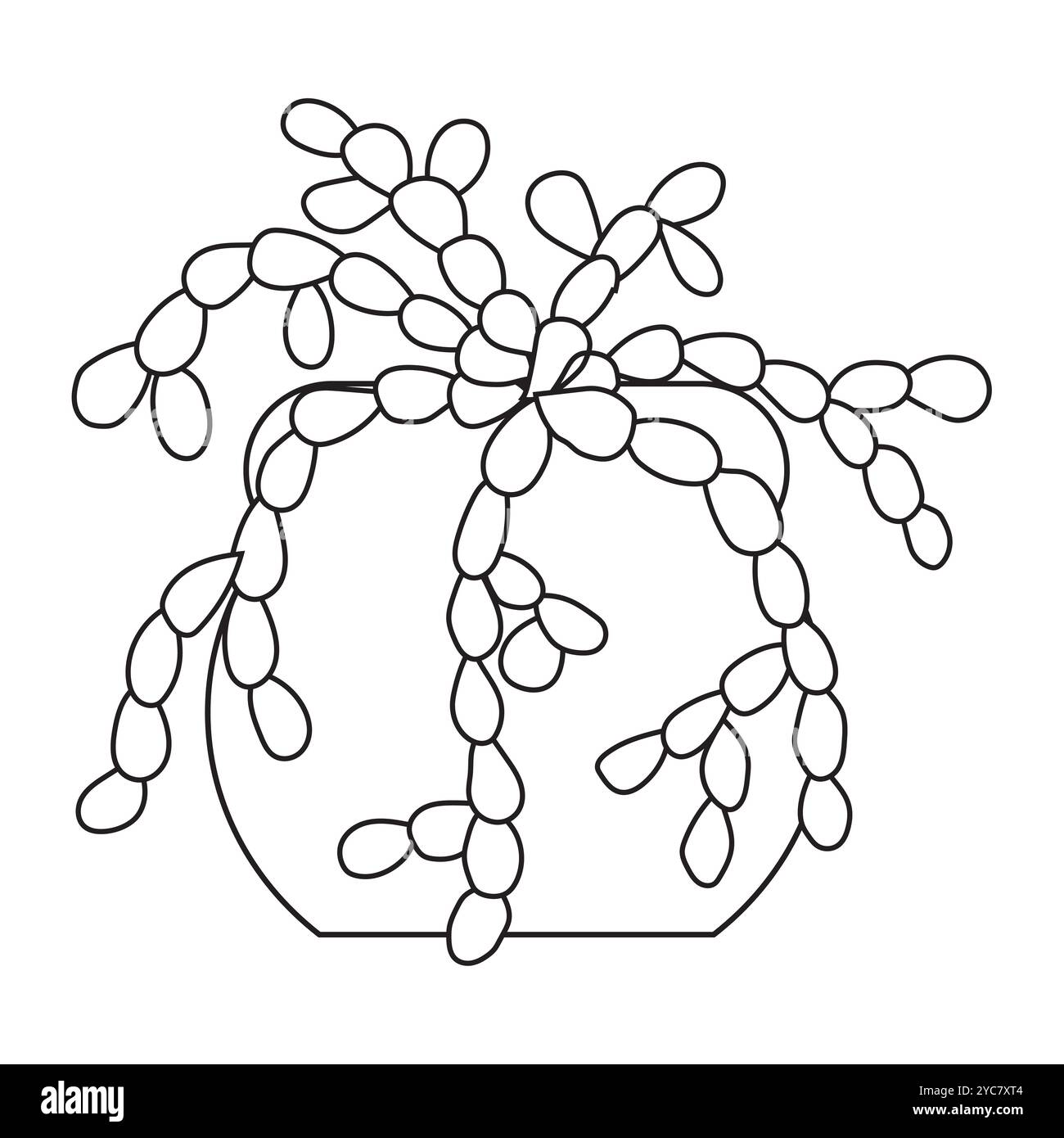 Simple cute cactus in doodle style. Succulent Decembrist. Vector ...