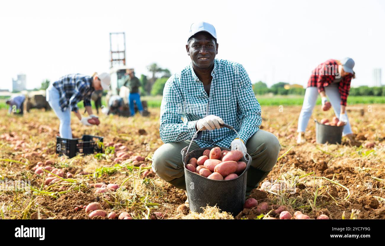 Man farmer harvesting potato on farm field Stock Photo - Alamy