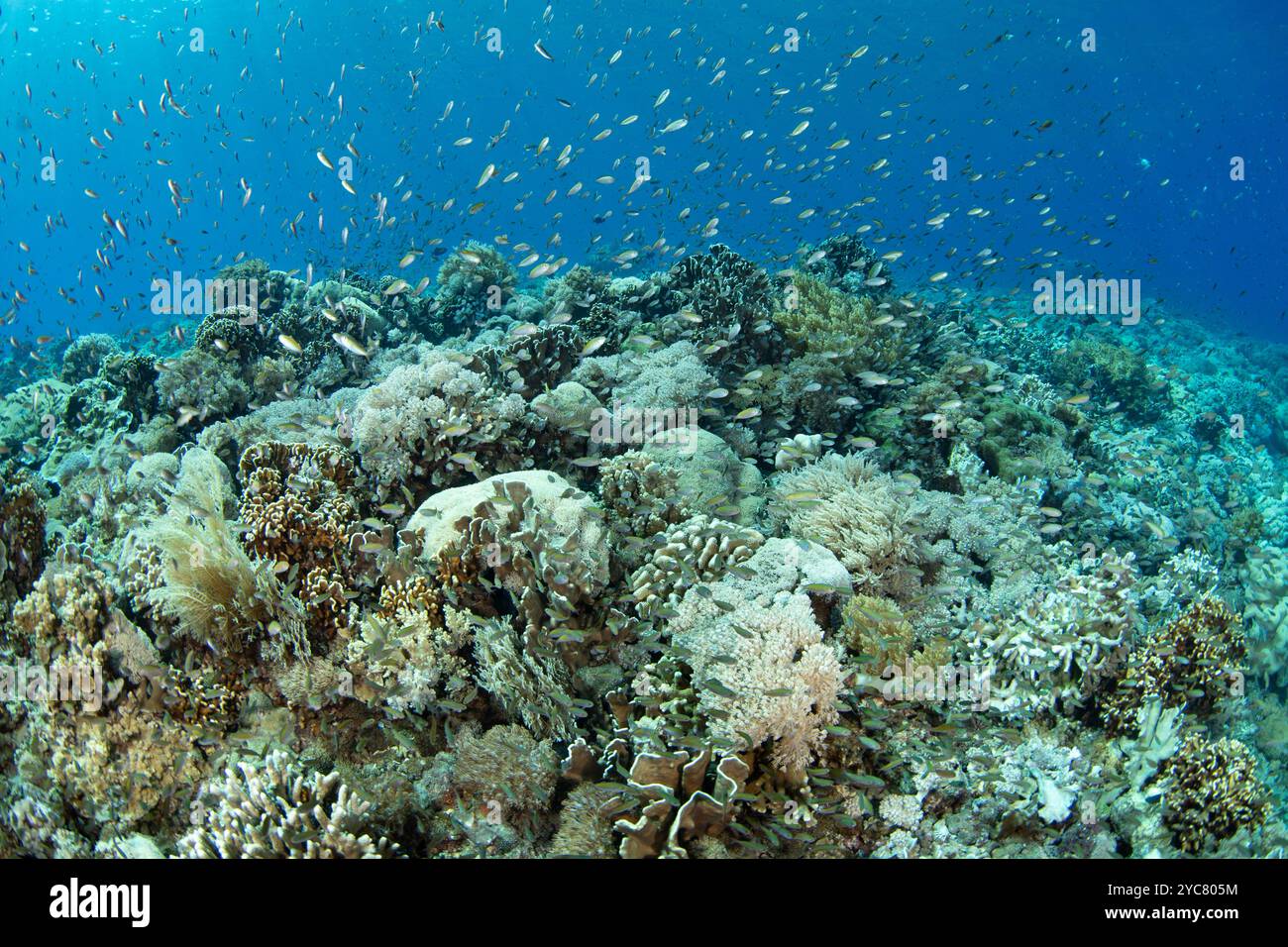 Hordes of fish swim over a healthy coral reef near a remote island in ...