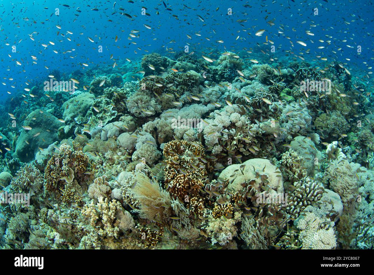 Hordes of fish swim over a healthy coral reef near a remote island in ...