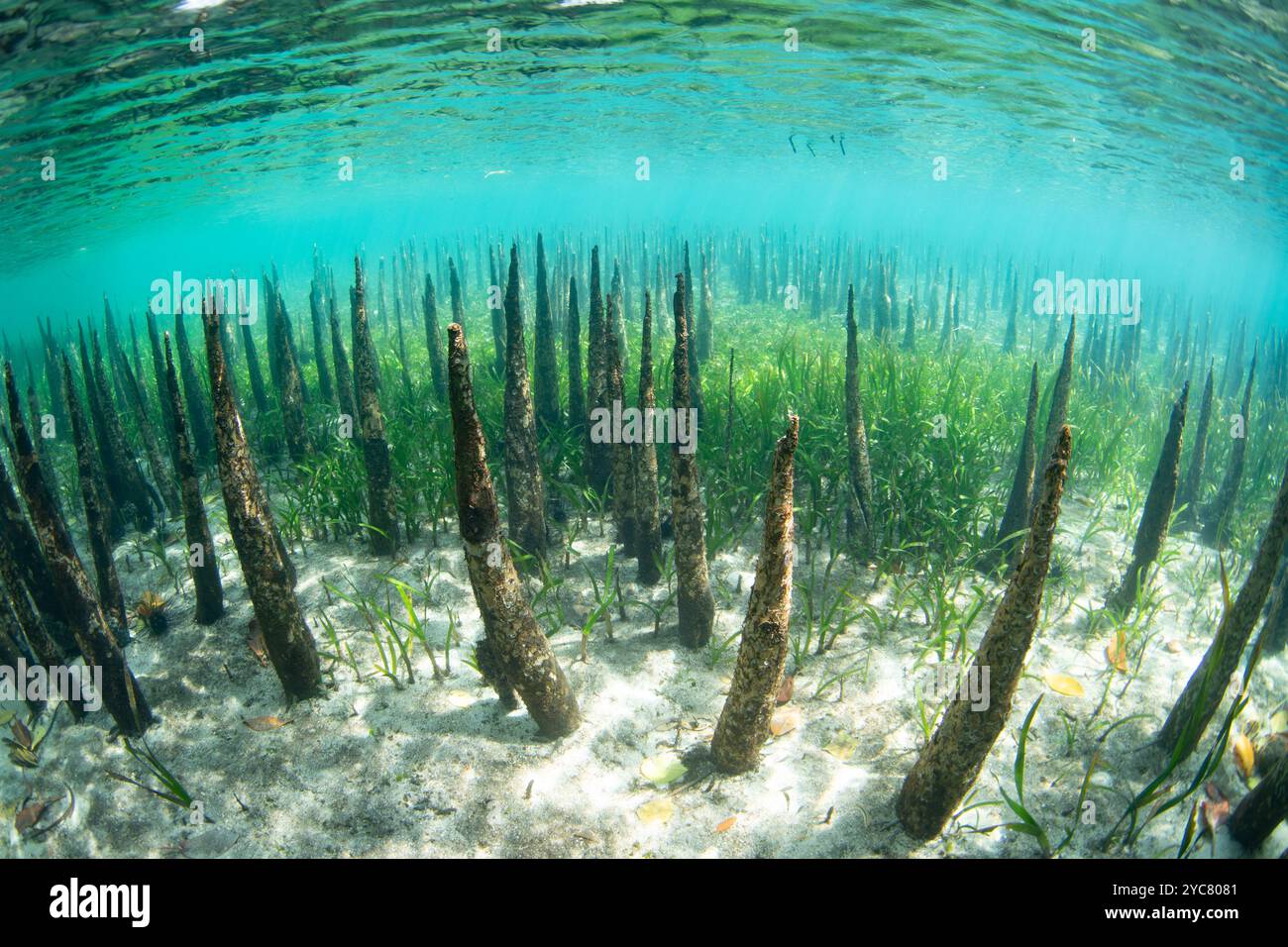 Spiky pneumatophores rise from the seafloor in a forest comprised of ...