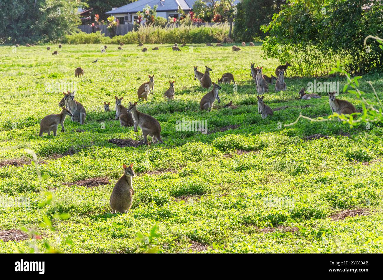Group of kangaroos on the grass, Queensland, Australia Stock Photo - Alamy