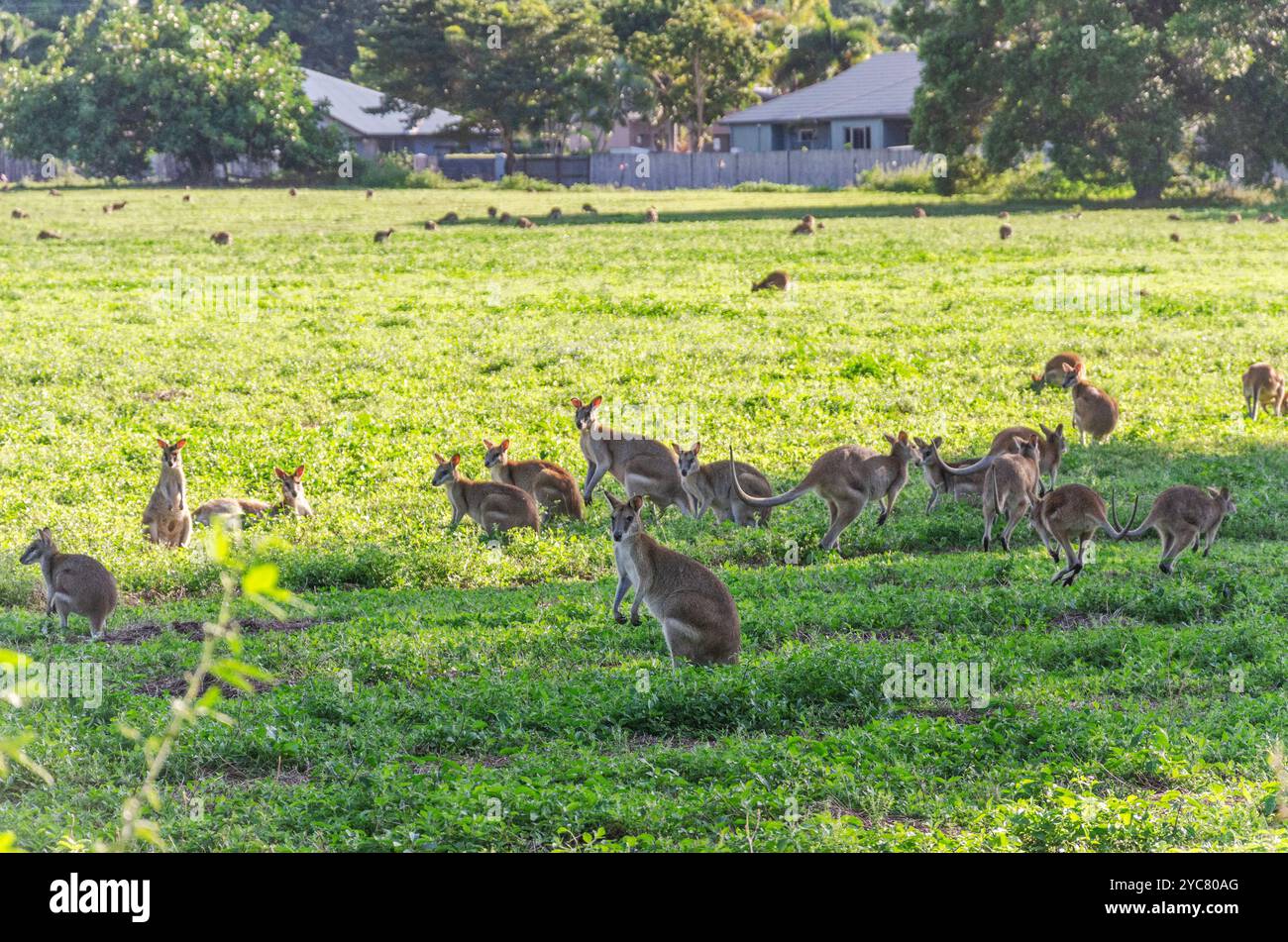 Group of kangaroos on the grass, Queensland, Australia Stock Photo - Alamy