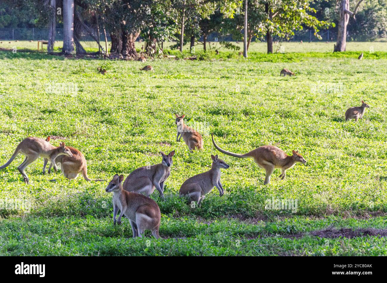 Group of kangaroos on the grass, Queensland, Australia Stock Photo - Alamy