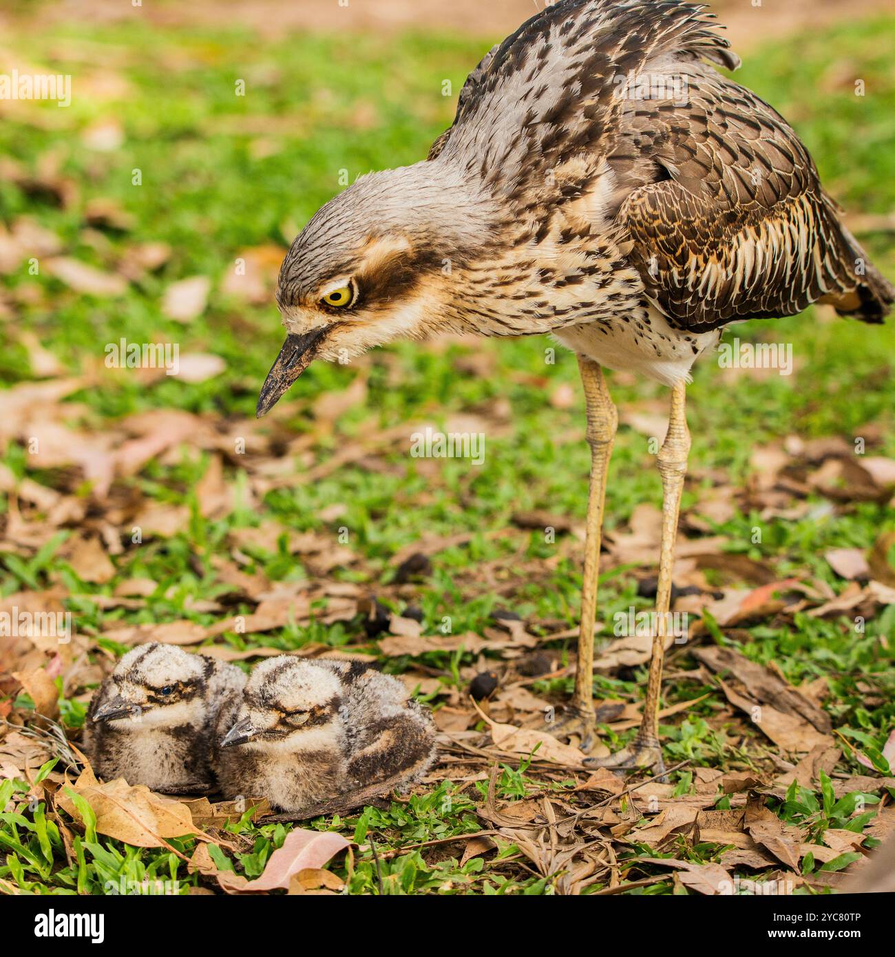 The bush stone-curlew or bush thick-knee is a large, ground-dwelling ...