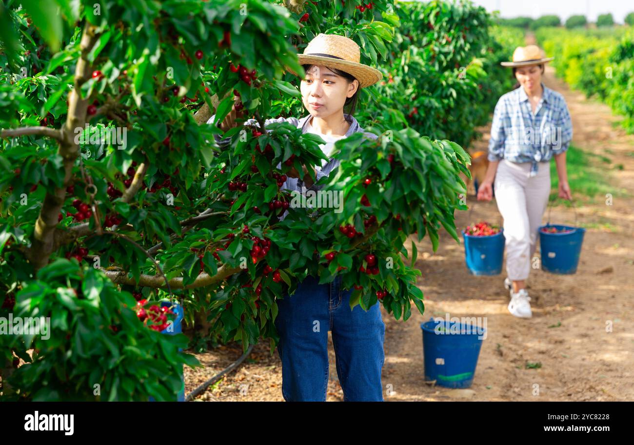 Woman picking ripe cherry from tree Stock Photo - Alamy