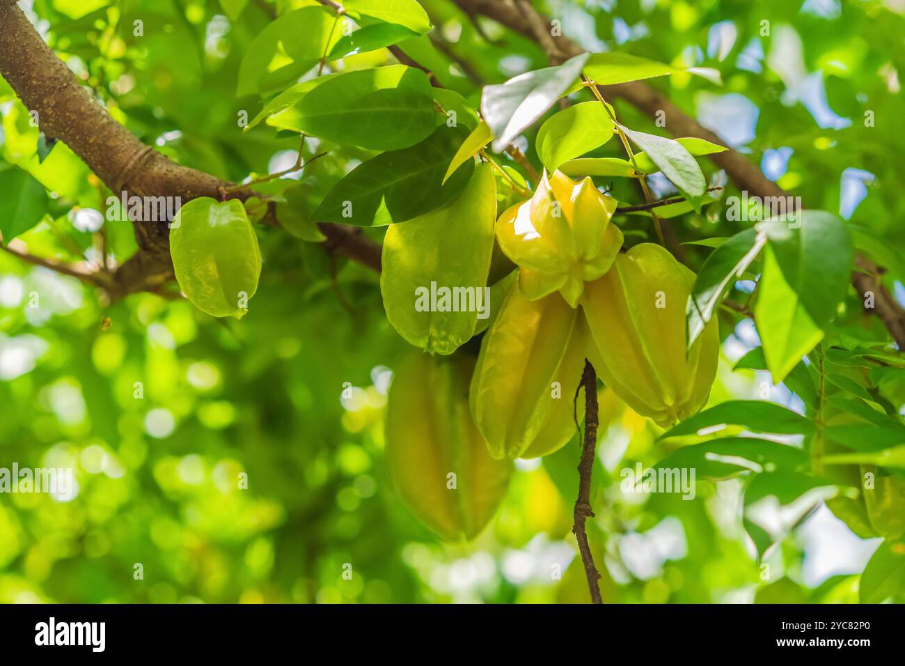Carambola known star fruit hi-res stock photography and images - Alamy