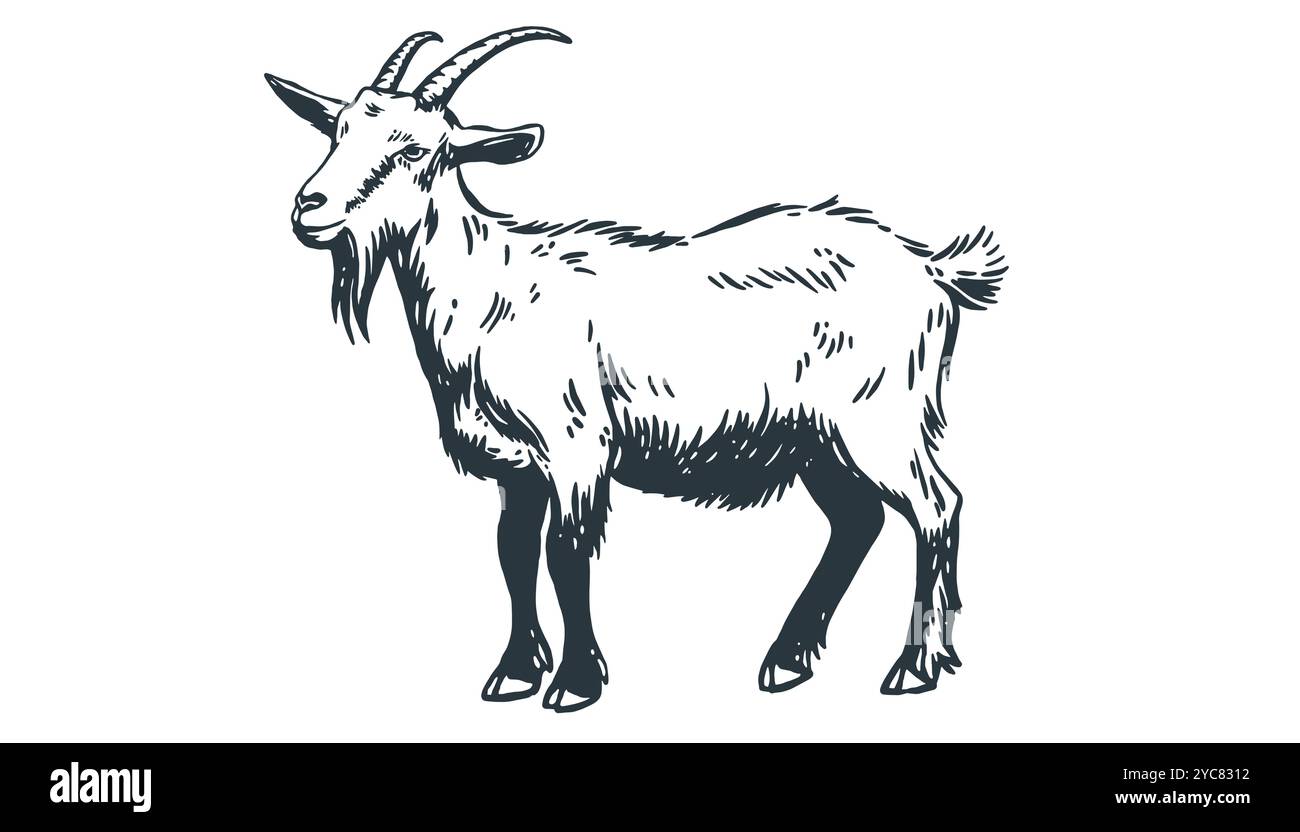 Line drawing head white goat hi-res stock photography and images - Alamy