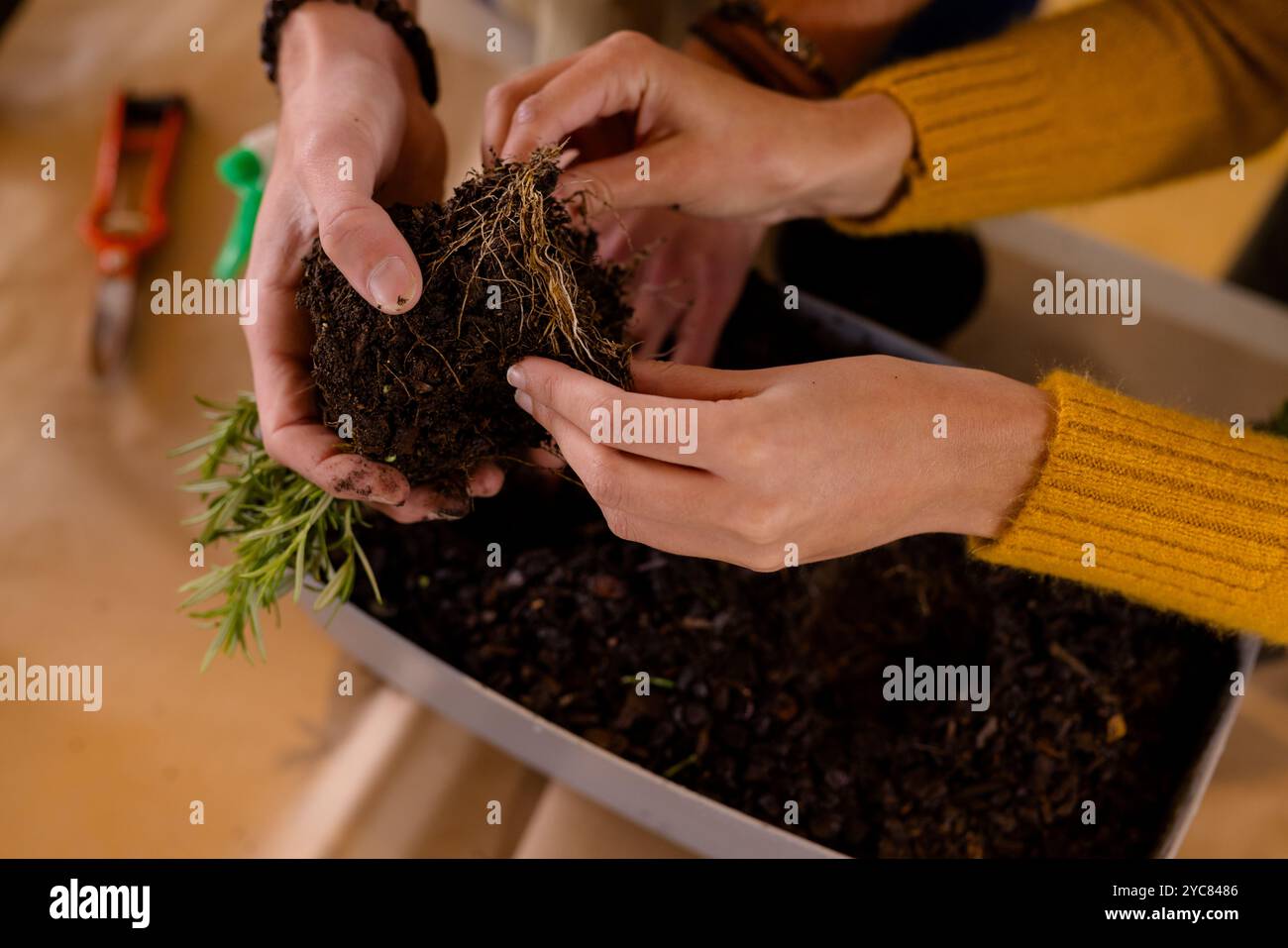 Planting herbs together at home, couple nurturing soil and roots Stock ...