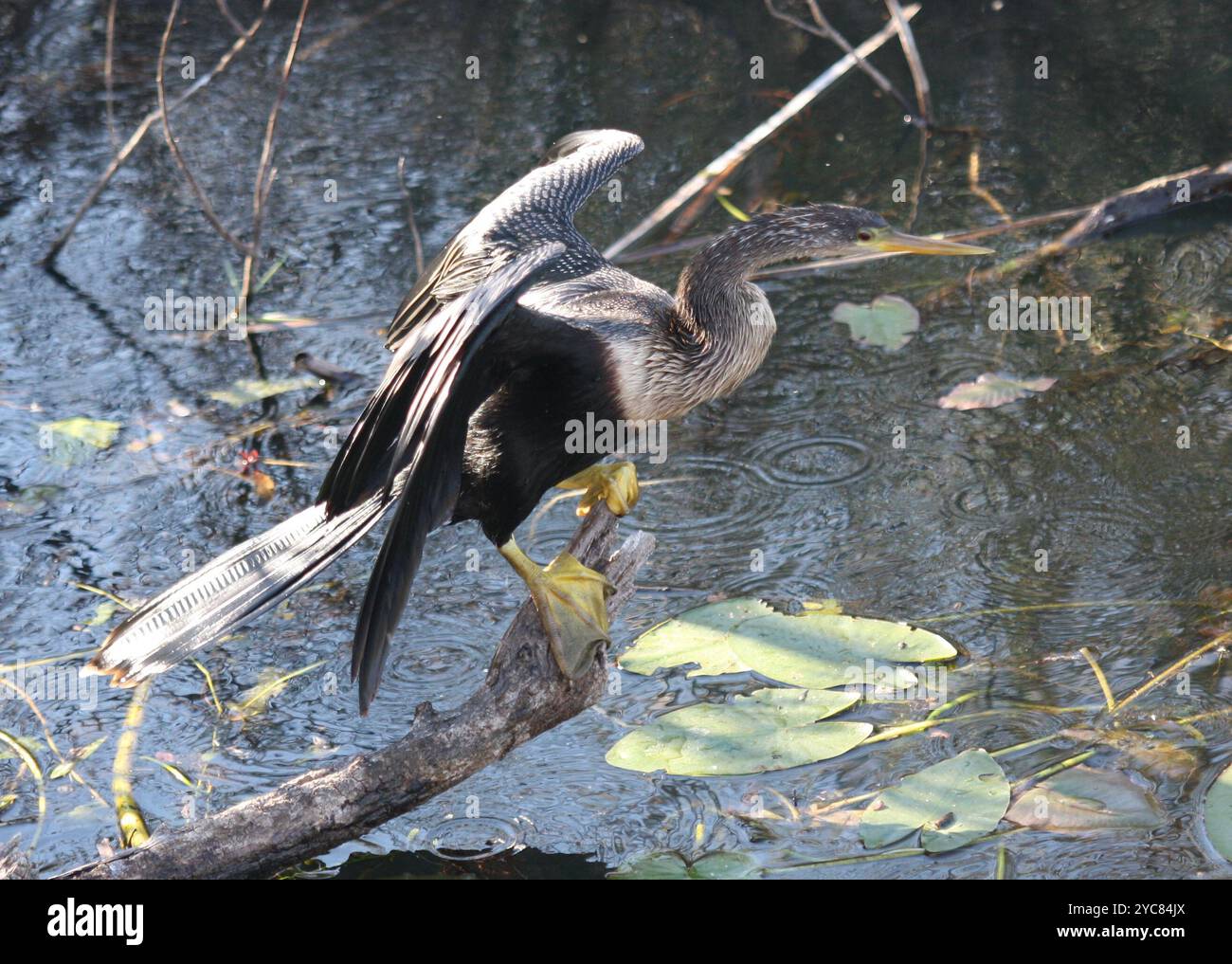 Floridas everglades national park hi-res stock photography and images ...