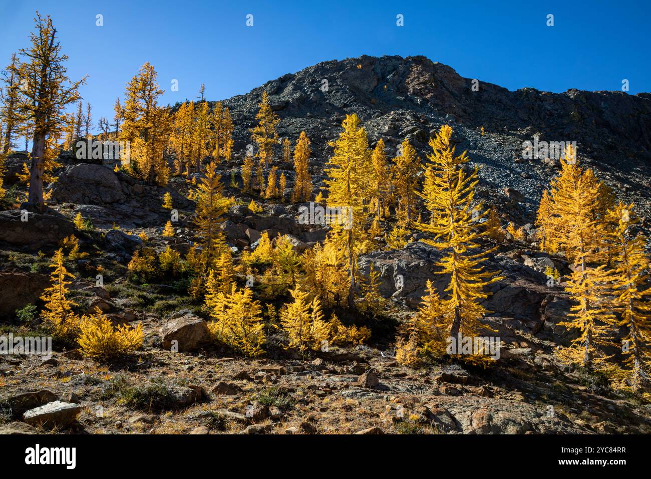 WA25769-00...WASHINGTON - Larch trees glowing in the sunshine alongs ...