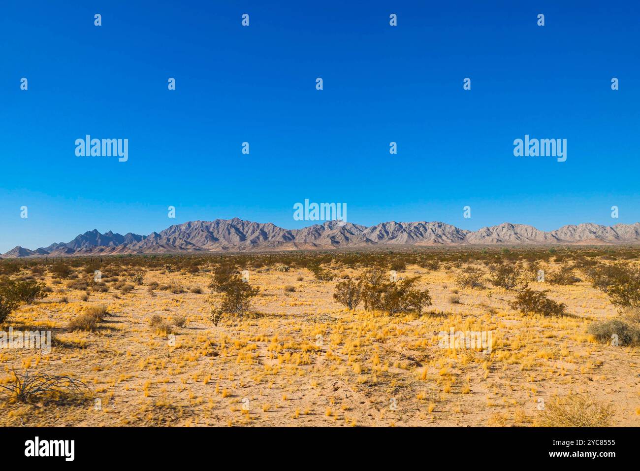valley of grassland, dry scrubland among other desert vegetation around ...