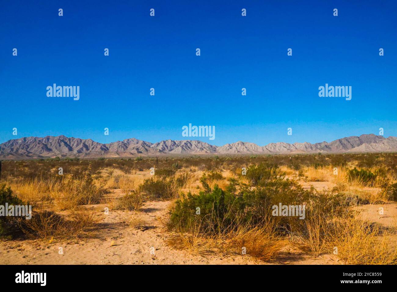 valley of grassland, dry scrubland among other desert vegetation around ...