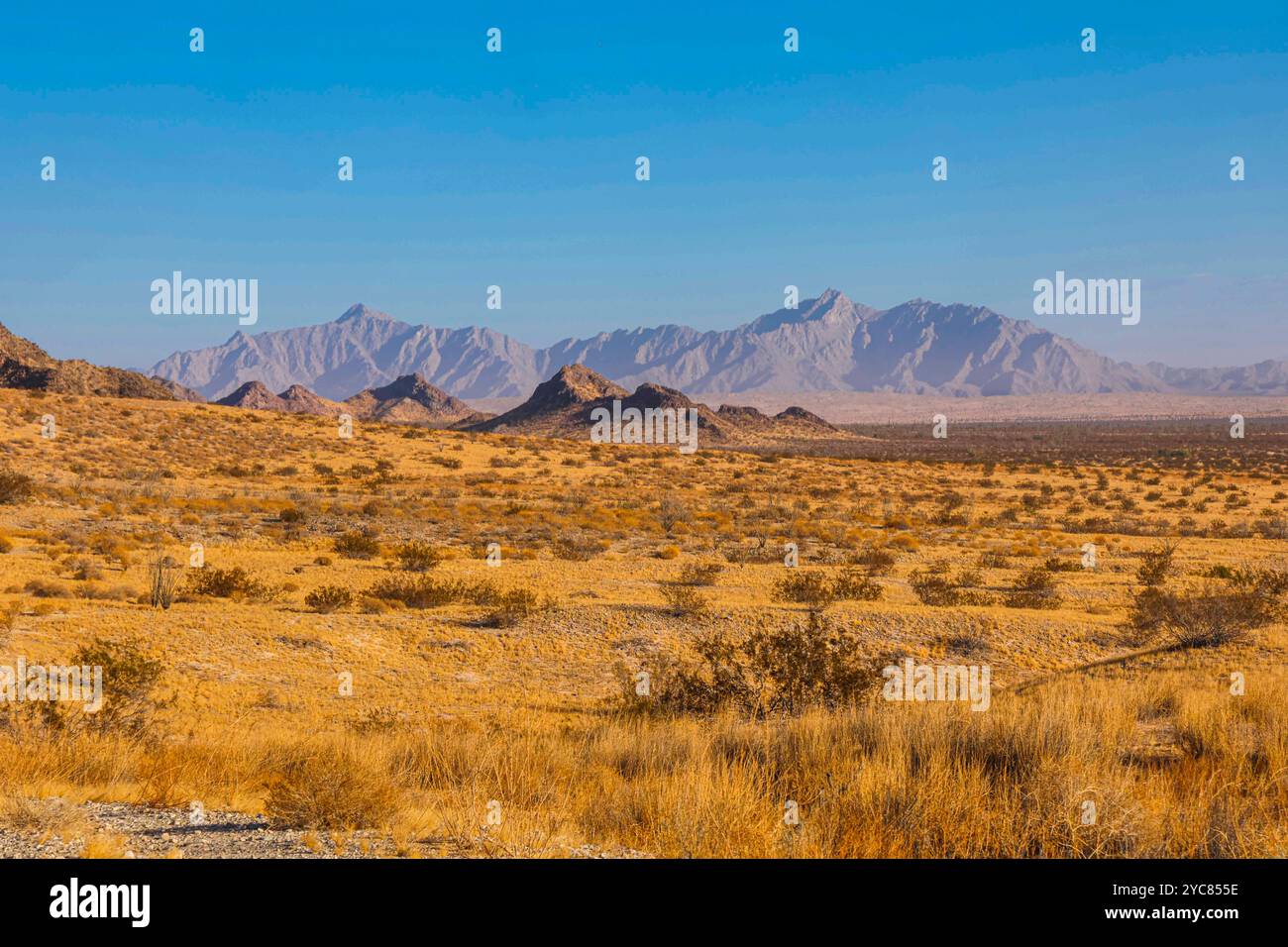 valley of grassland, dry scrubland among other desert vegetation around ...