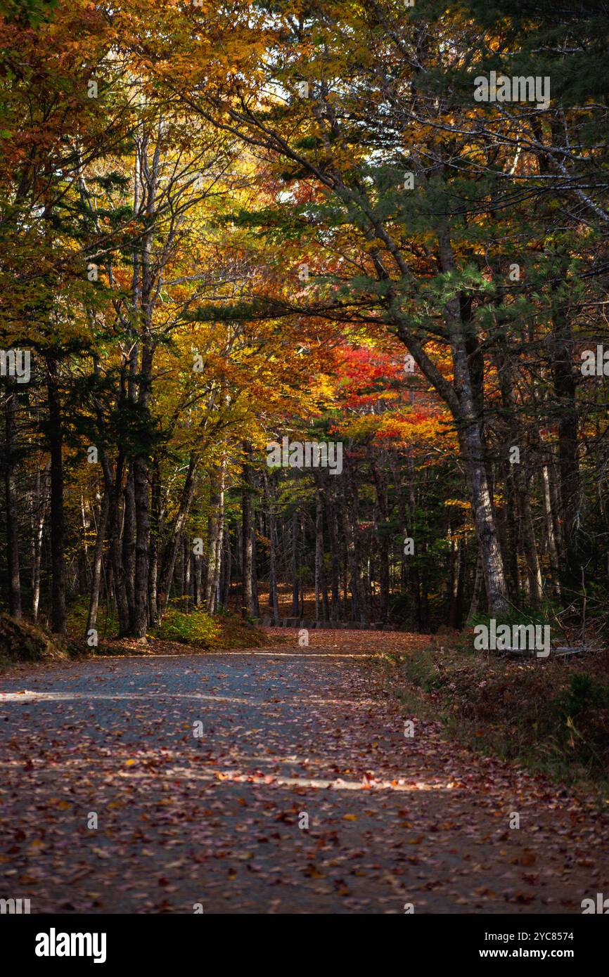 Serene Woodland Path with Fall Foliage in Acadia National Park, Maine ...