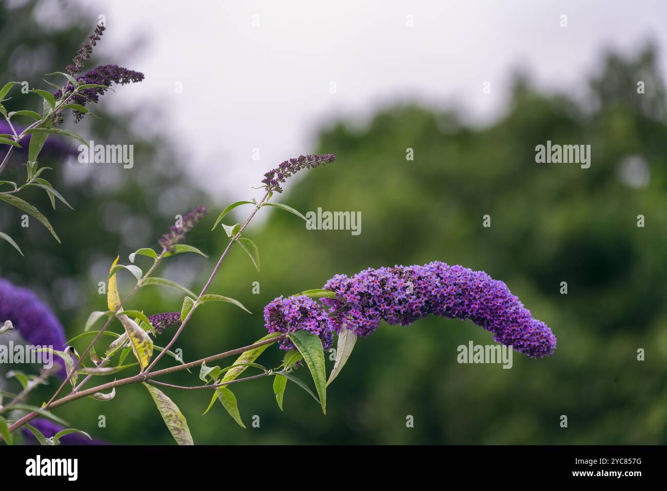 Beautiful purple flowers of a Buddleja davidii or butterfly-bush in ...