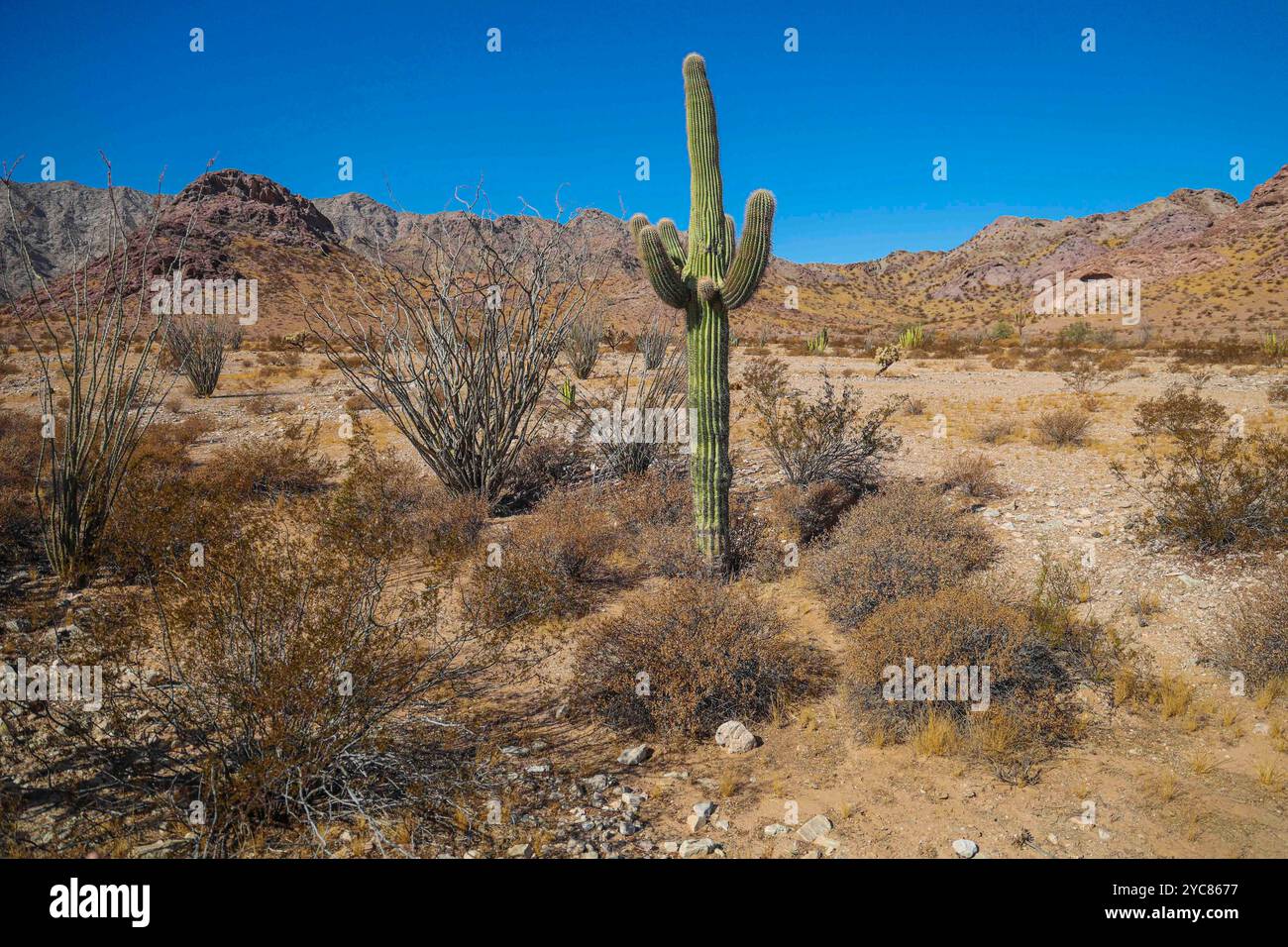 Saguaro cactus, plants and desert vegetation such as dry grassland ...