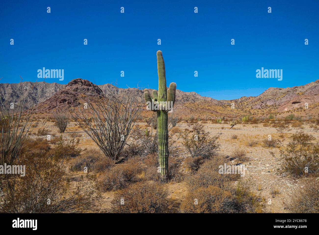 Saguaro cactus, plants and desert vegetation such as dry grassland ...