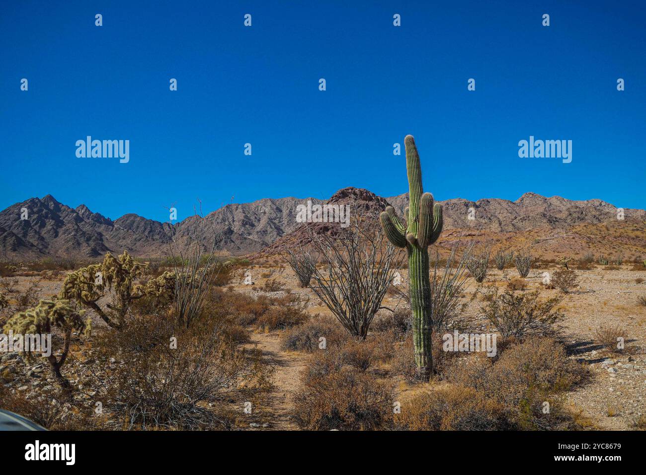Saguaro cactus, plants and desert vegetation such as dry grassland ...