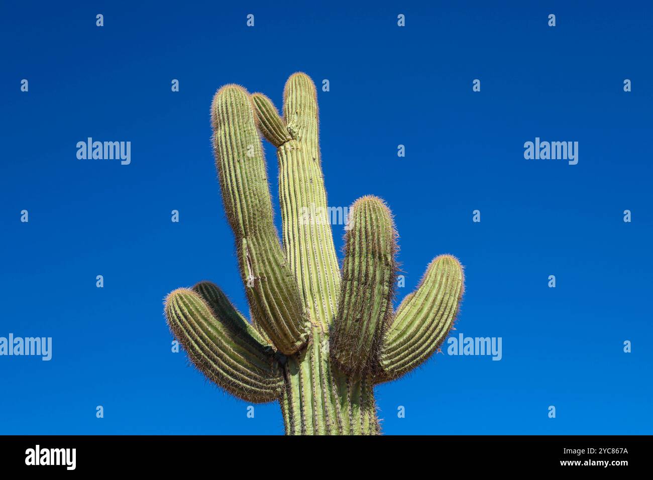 Saguaro del desierto de sonora hi-res stock photography and images - Alamy