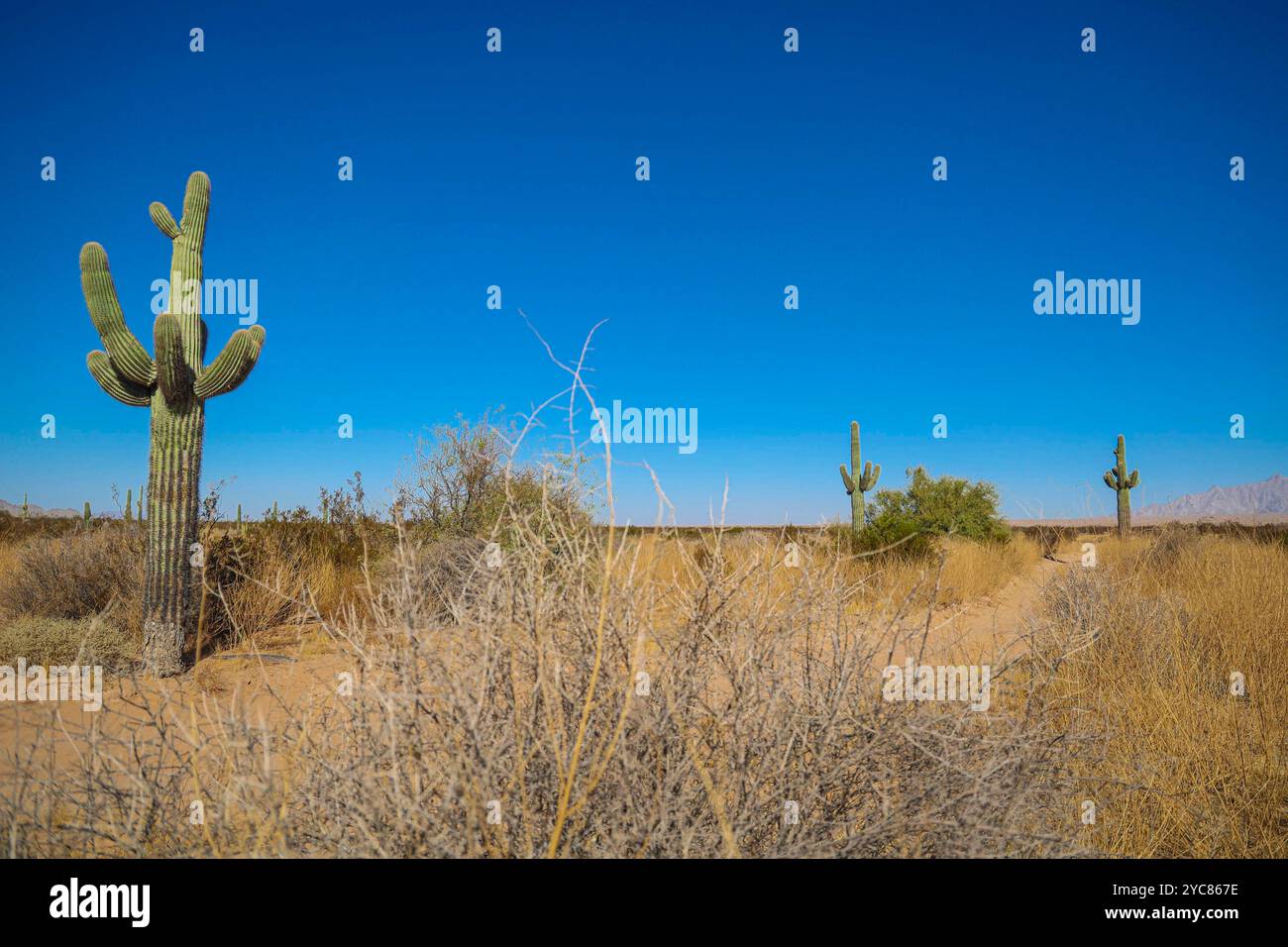 Saguaro del desierto de sonora hi-res stock photography and images - Alamy