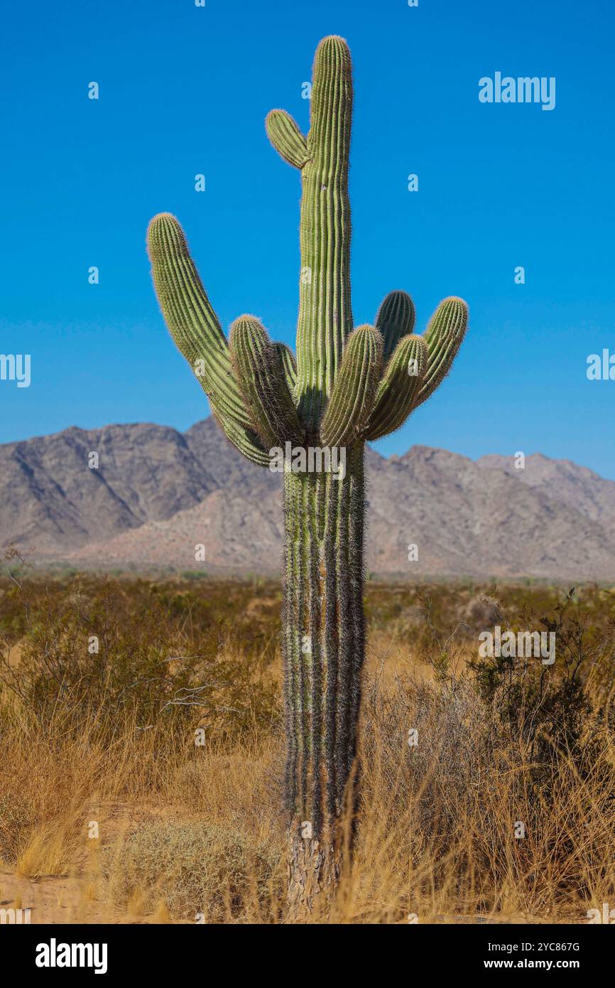 Saguaro cactus and other desert plants and vegetation such as dry ...