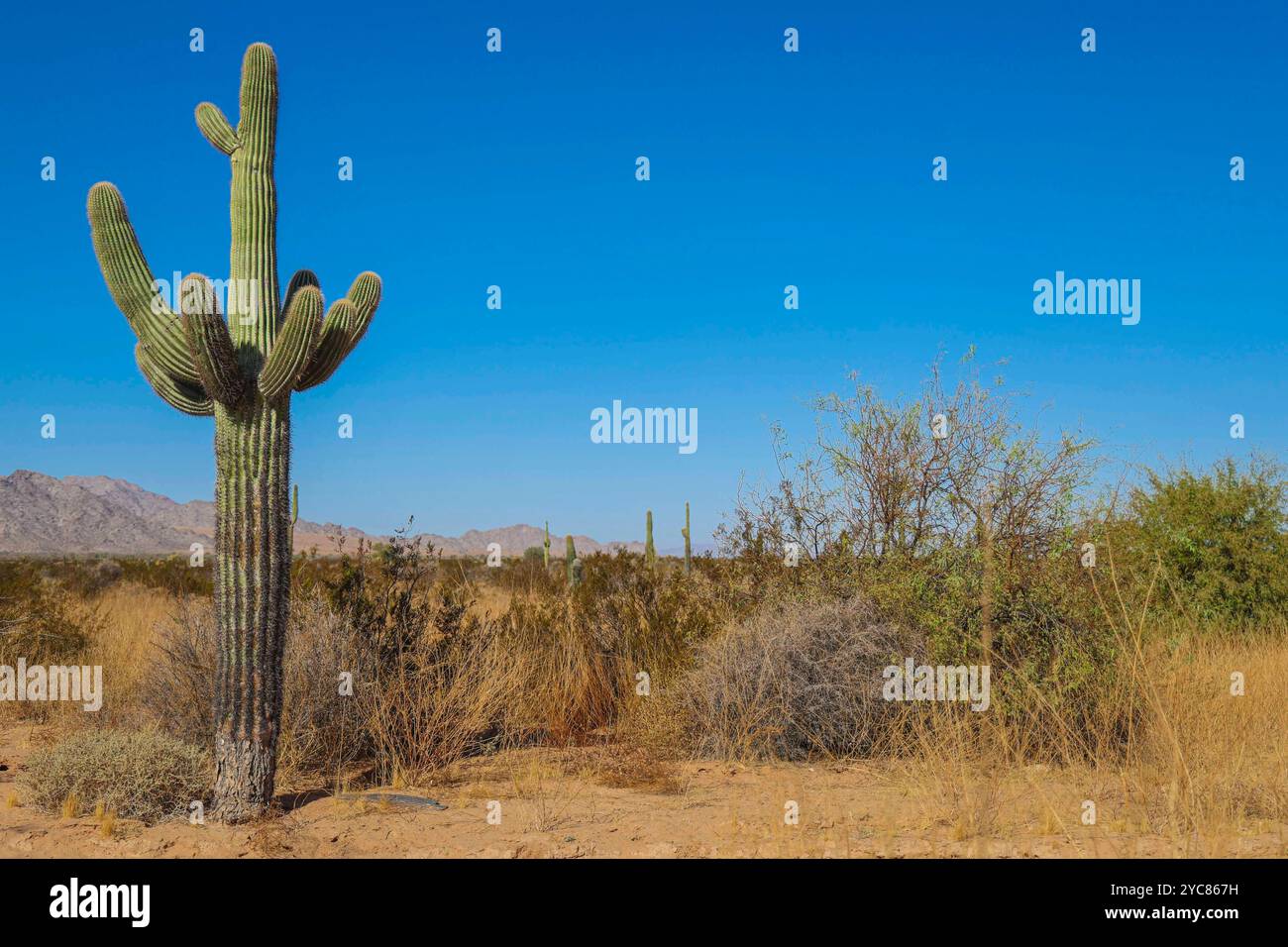 Saguaro cactus and other desert plants and vegetation such as dry ...