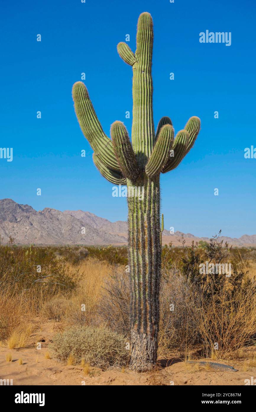 Saguaro cactus and other desert plants and vegetation such as dry ...