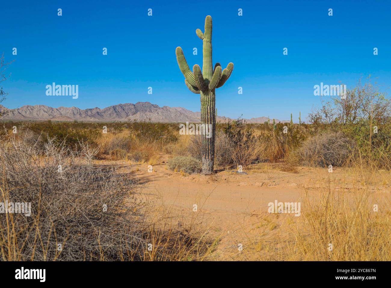 Saguaro cactus and other desert plants and vegetation such as dry ...