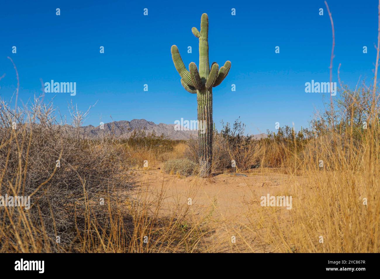 Saguaro cactus and other desert plants and vegetation such as dry ...