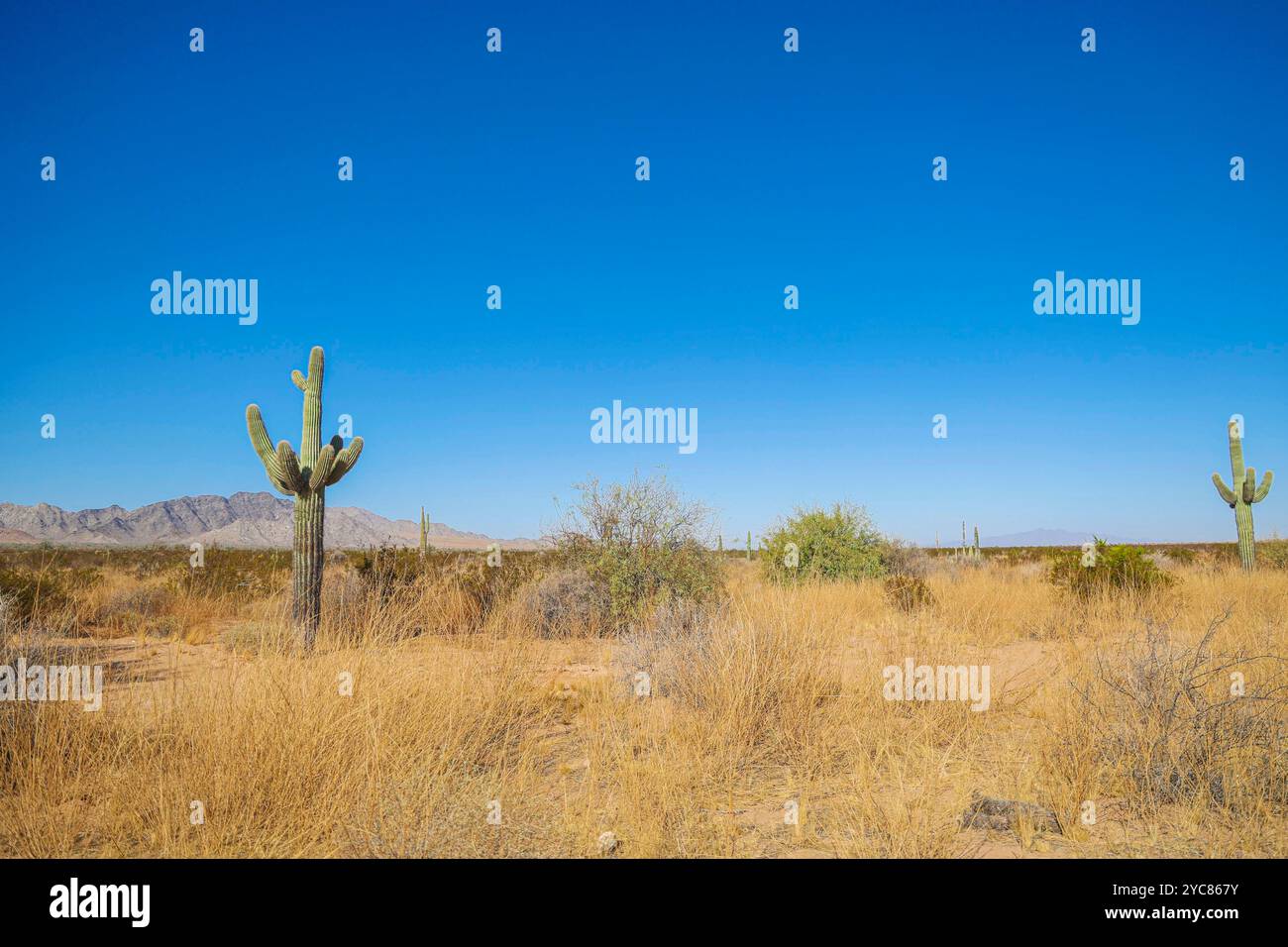 Saguaro cactus and other desert plants and vegetation such as dry ...