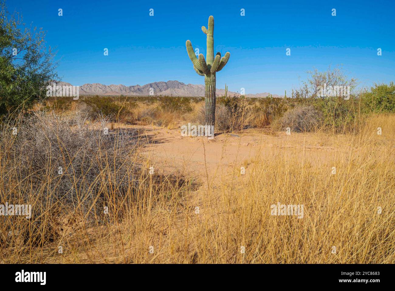 Saguaro del desierto de sonora hi-res stock photography and images - Alamy
